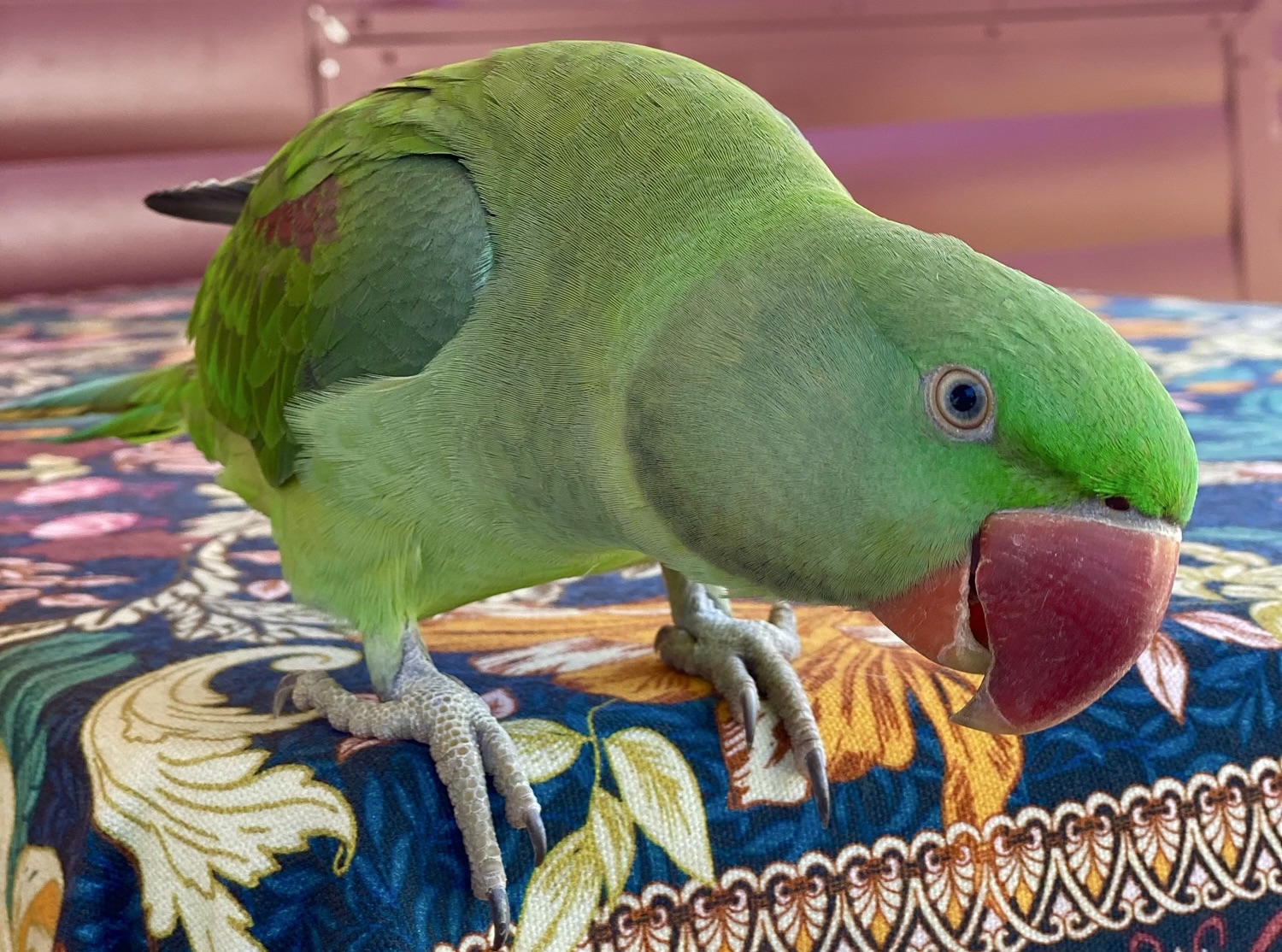 Alexandrines – Jelda Park